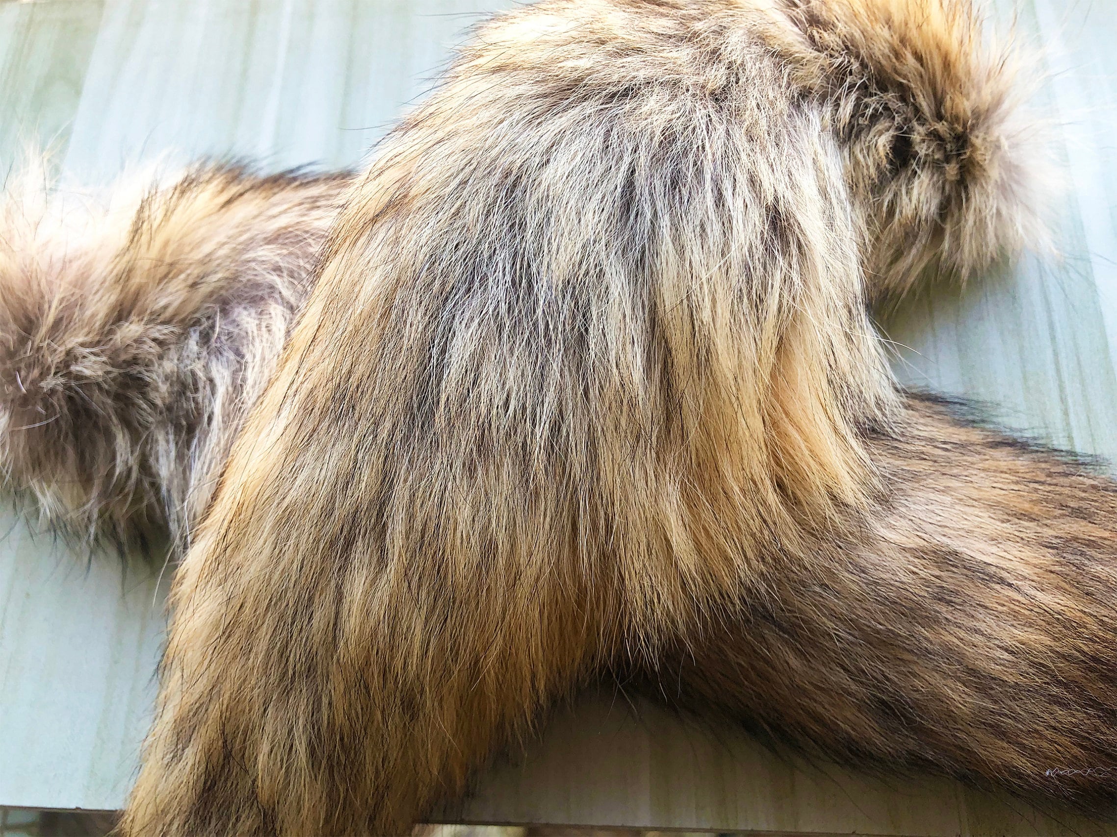 Large Plump Coyote Tails Select 14-18 Soft Fur Silky - Etsy Australia
