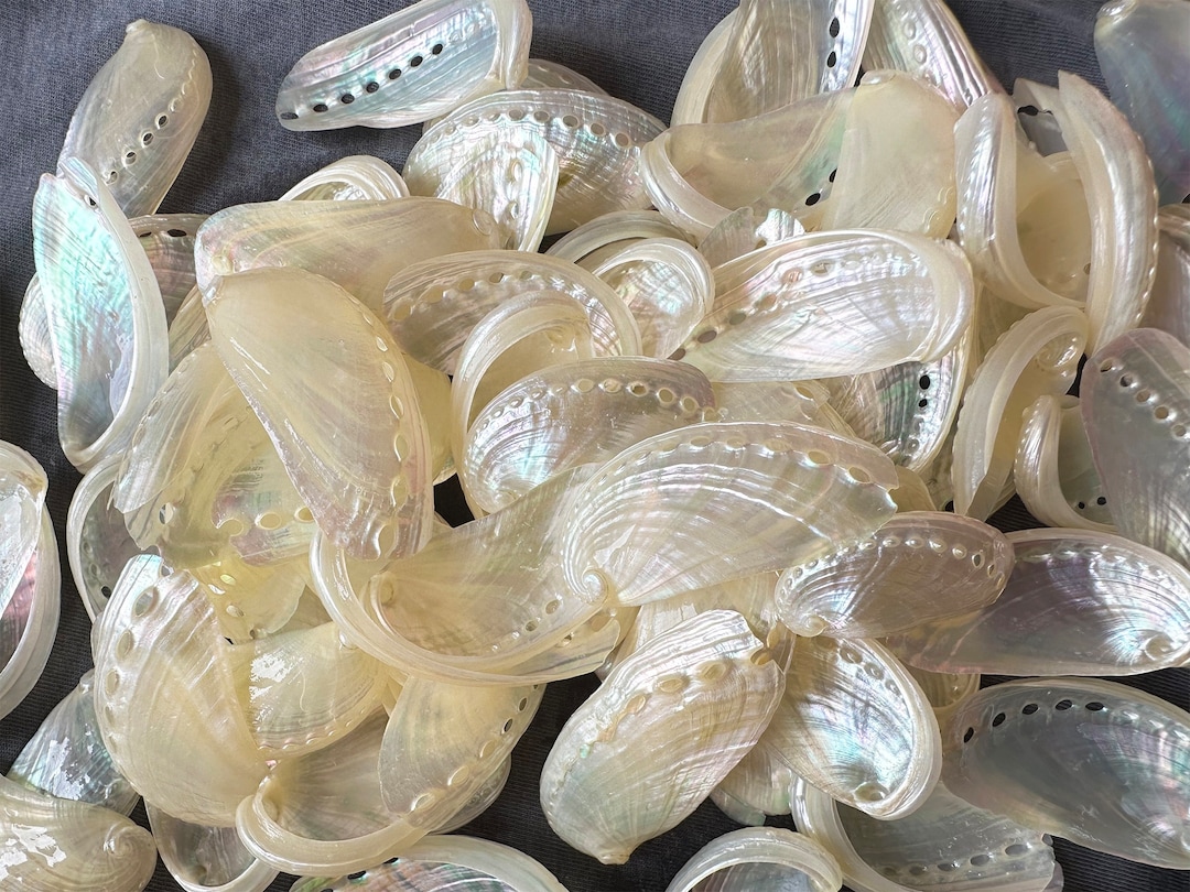 Wholesale(2- 3 Inch) 20 -200 Pcs Pearlized Abalone Seashells.shell ...