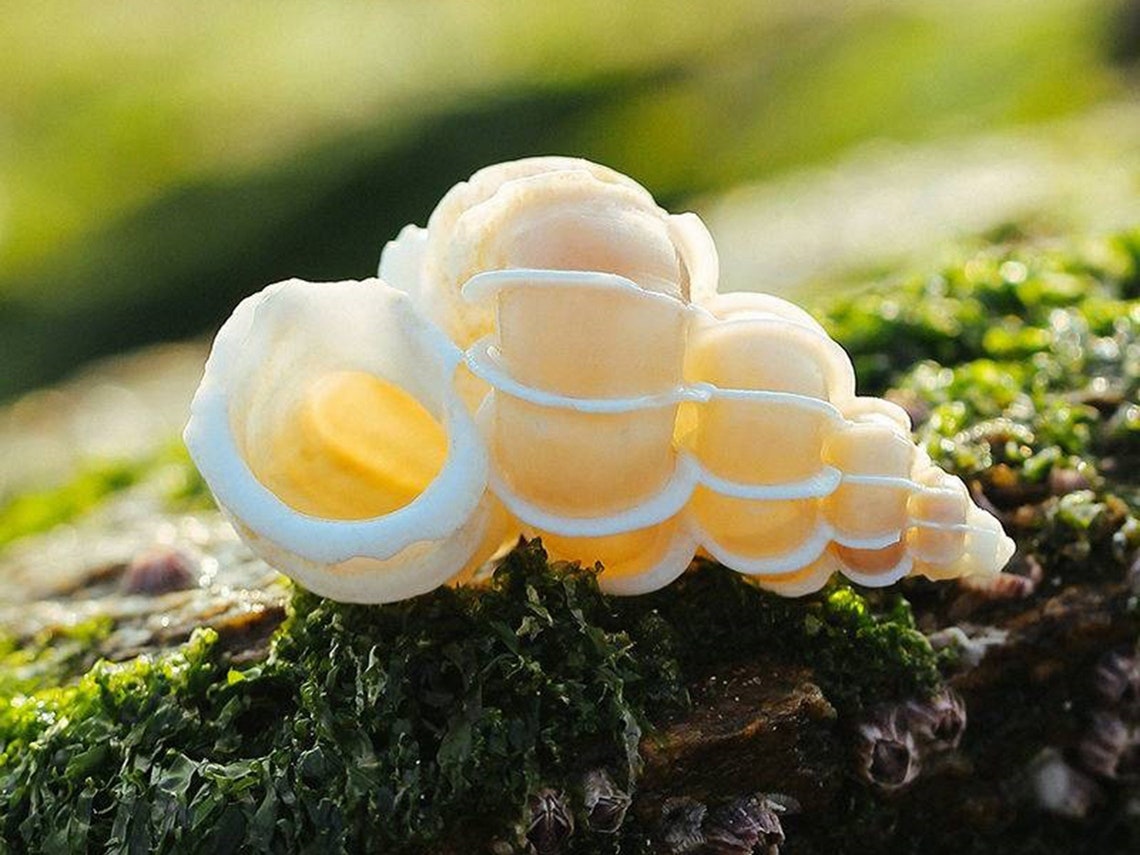 Large Size Precious Wentletrap.1 3/5-2 2/5 Inch.specimen - Etsy