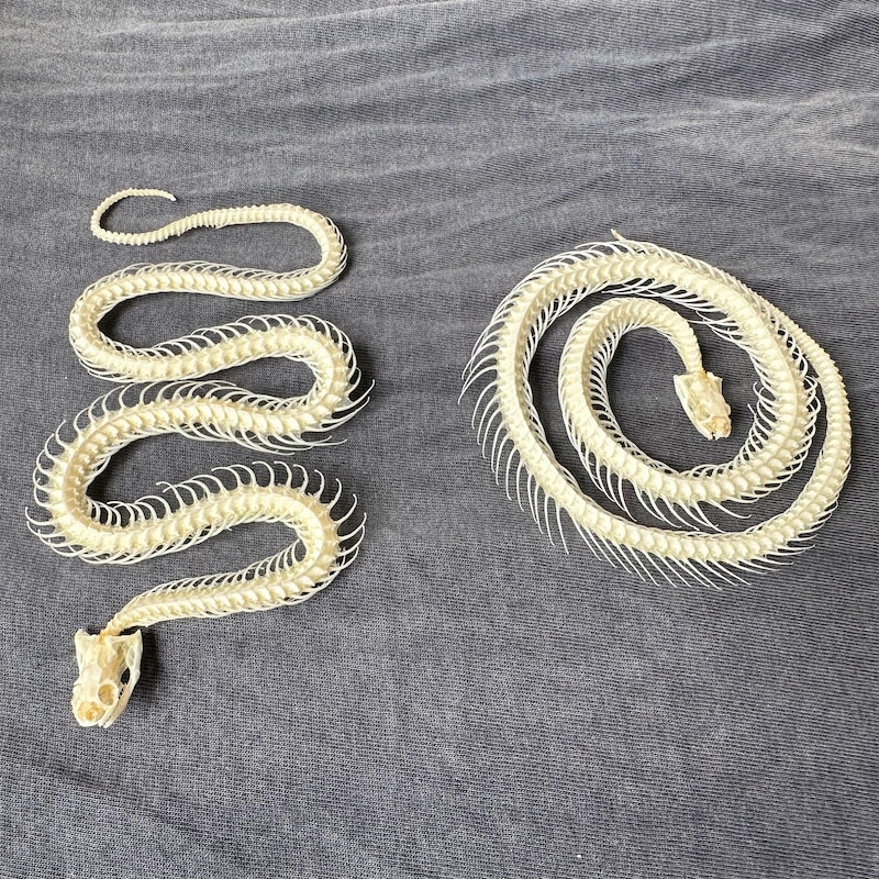 Real Snake Skeleton Bones - Etsy