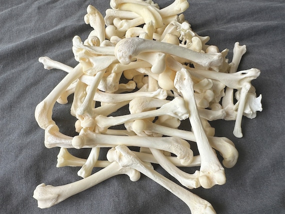 Real Assorted Animal Bones Coyote Fox Raccoon Craft Supplies 1 Pound ...