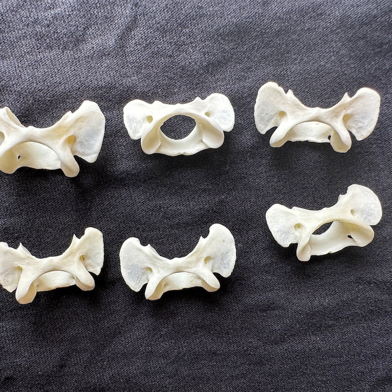 Shark Vertebrae - Etsy