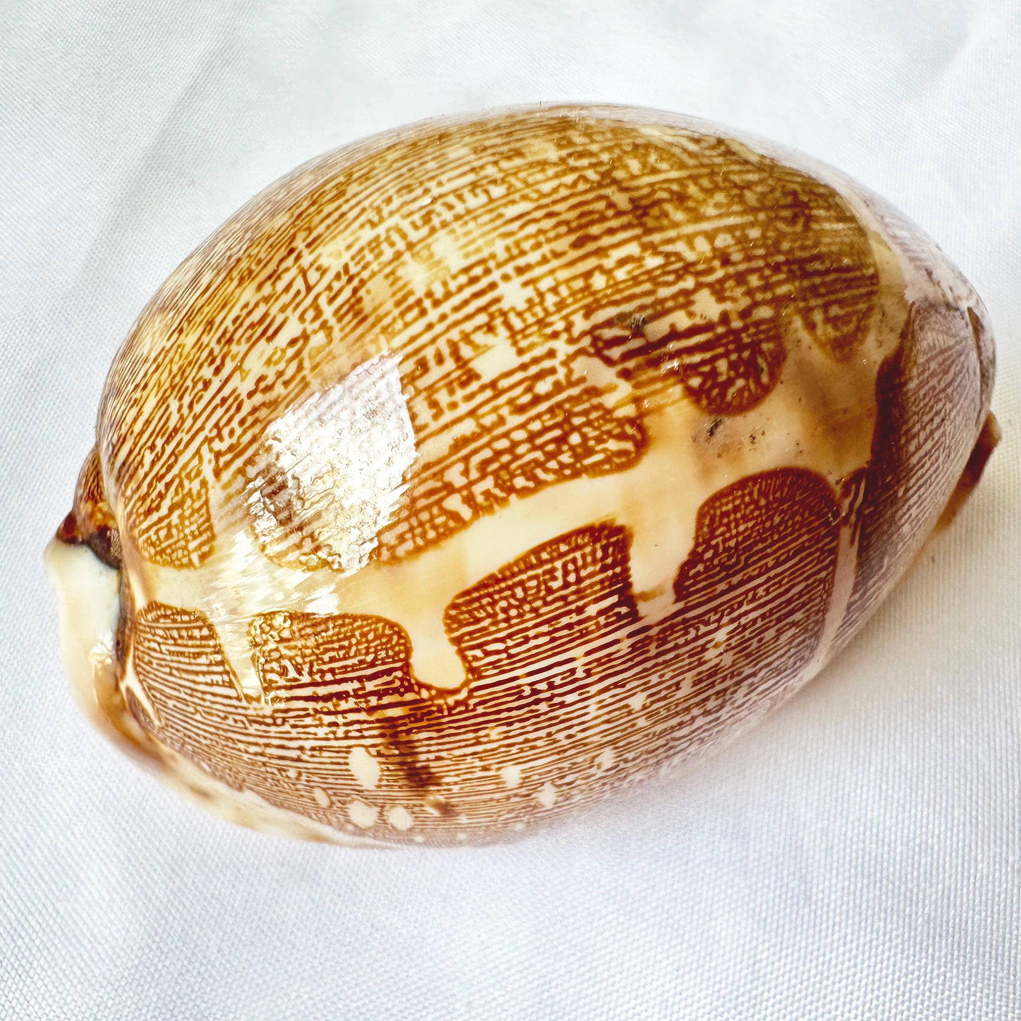 Rarely Map Shell.natural Shells,precious Seashell.specimen Shell. - Etsy