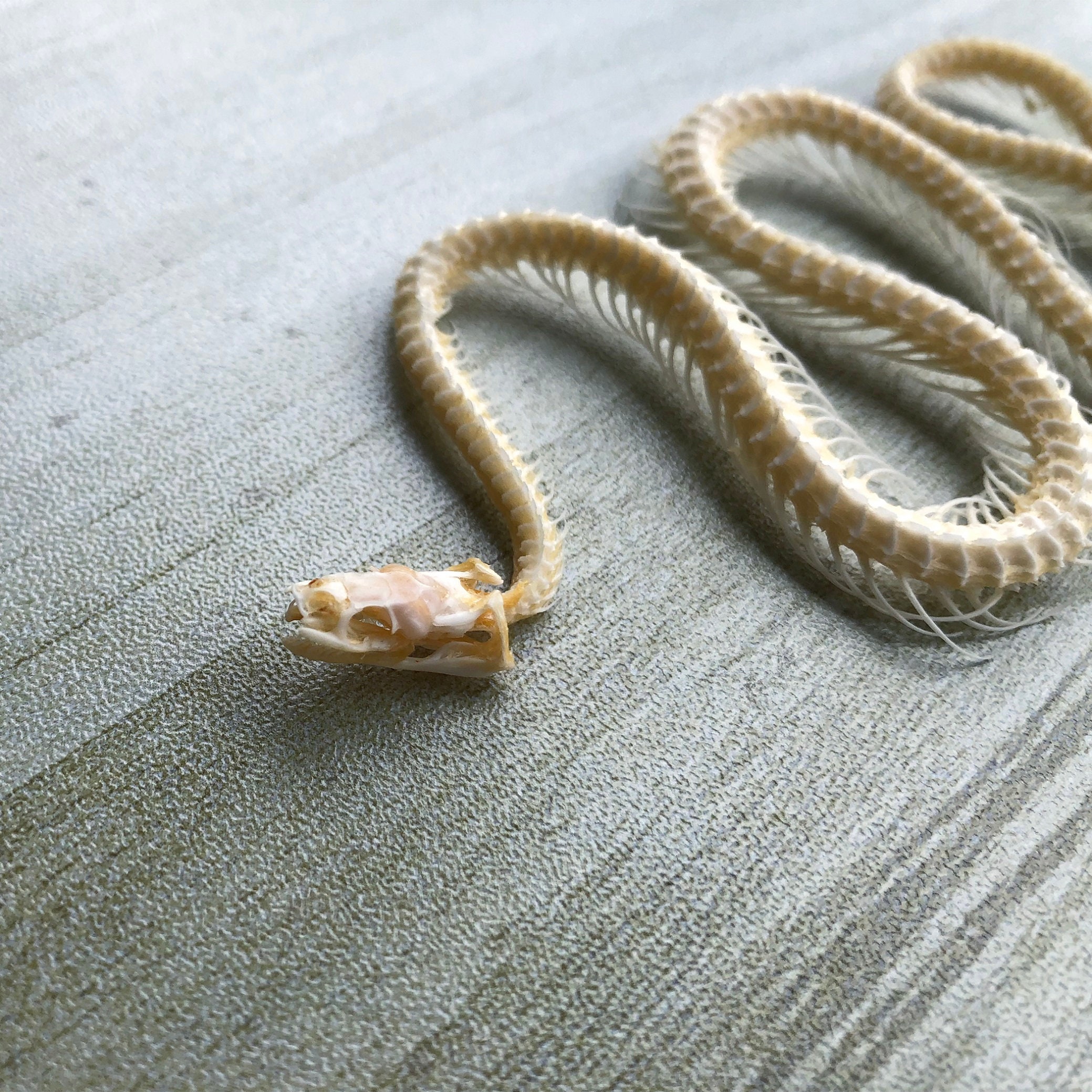 Hueso de serpiente entero real. Incluye cráneo vértebras de - Etsy España