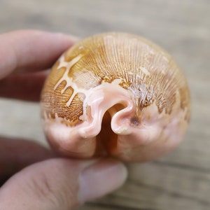 Rarely Map Shell.natural Shells,precious Seashell.specimen Shell. - Etsy