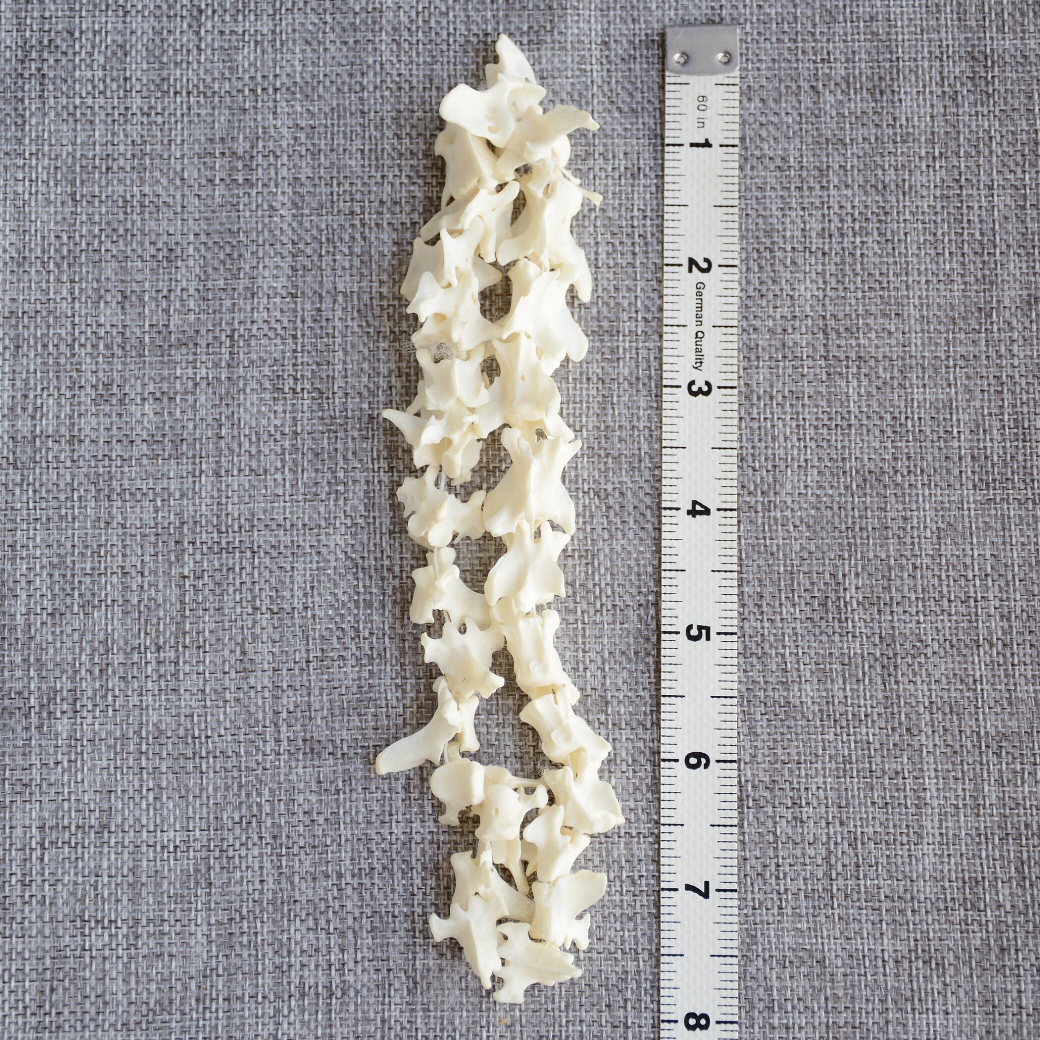 25 Pcs Fox Bone Vertebrae. A Complete String of Fox Spines. - Etsy UK