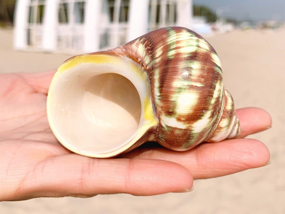 Gold Green Hermit Crab Sea Shell, 4/5 1 1/5 Opening Hole.growth Shells ...