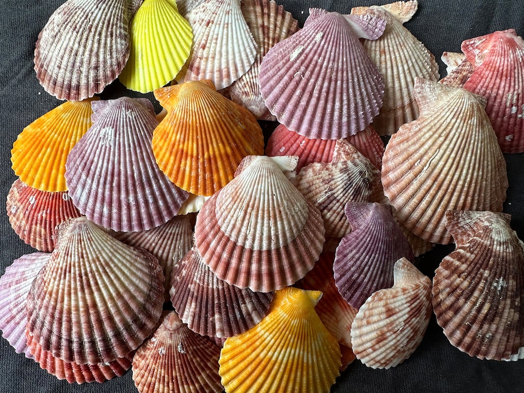 1lb Mixed Natural Scallop, 2-3".shell Crafts, Wholesale Shell. Beach ...