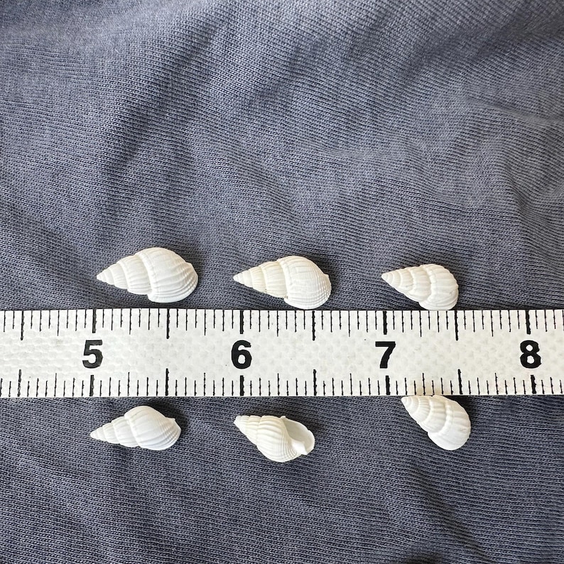 100 White Nassa Shells: Tiny Craft Seashells, Beach Decor - Etsy