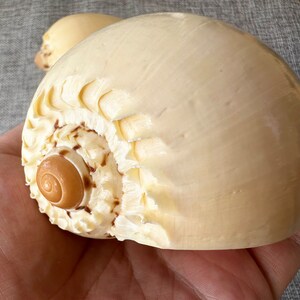 Unique Huge Melon Shell (5" - 8”) Beach House Decor, Unusual Shell ...