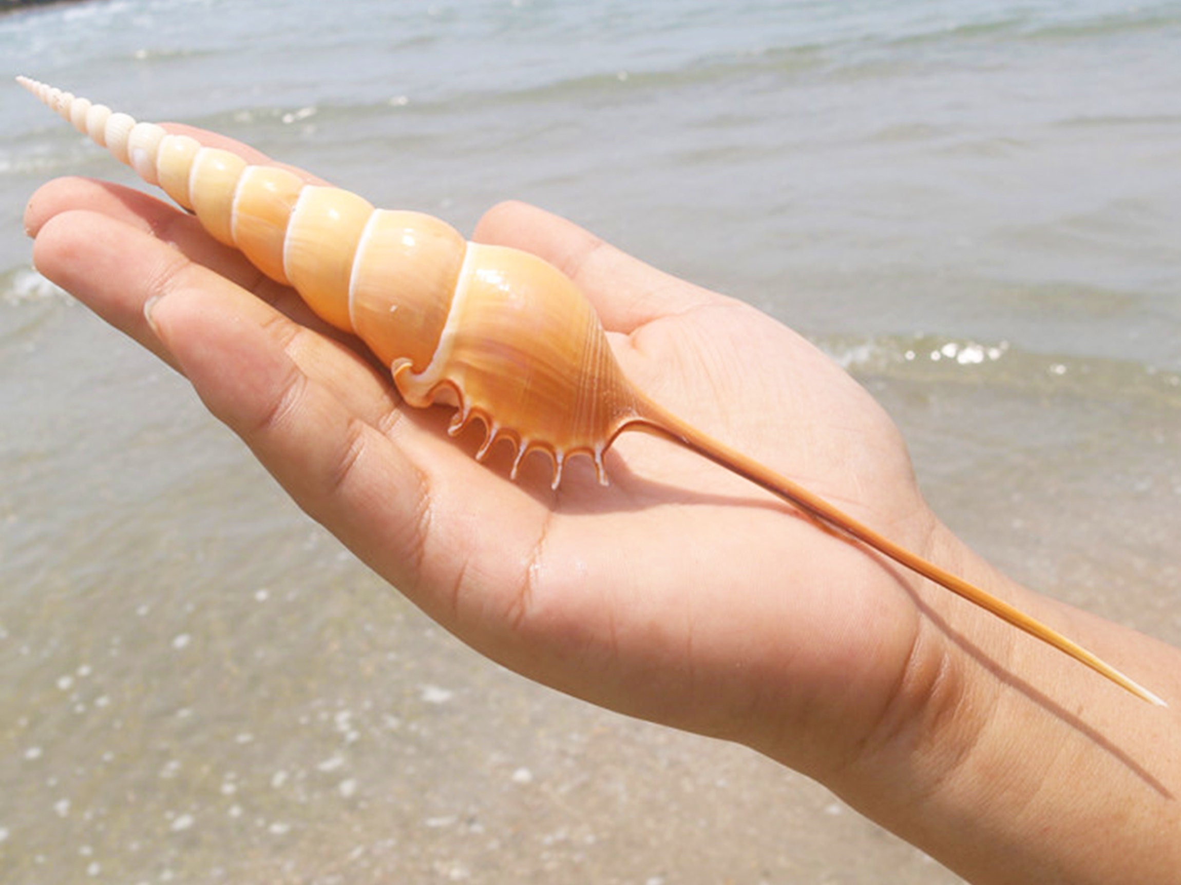 Big Size Long Nosed Shell.natural Shellsprecious - Etsy