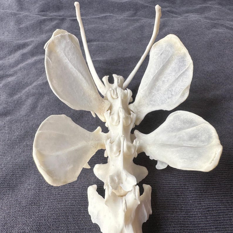 Real Bone Moth, Made From Real Animal Bones.cottagecore,vulture Culture ...