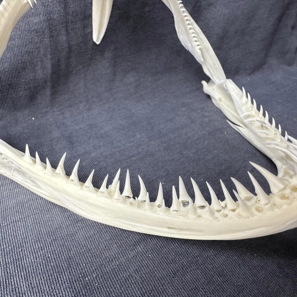 Deep Sea Fish Jaw Skeleton With Teeth, Creepy Bones, Specimen, Real ...
