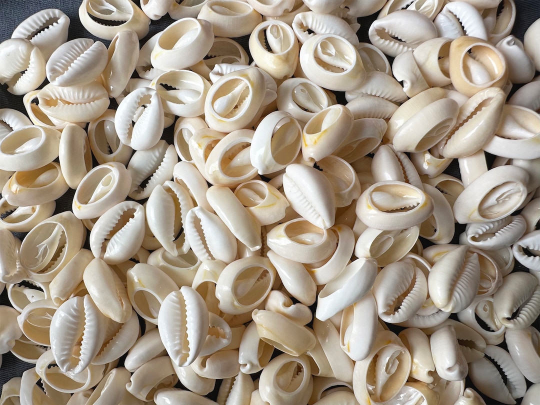 Wholesale 50 -500 Cowrie Shell. Natural Sea Shell, Money Shell Bead ...