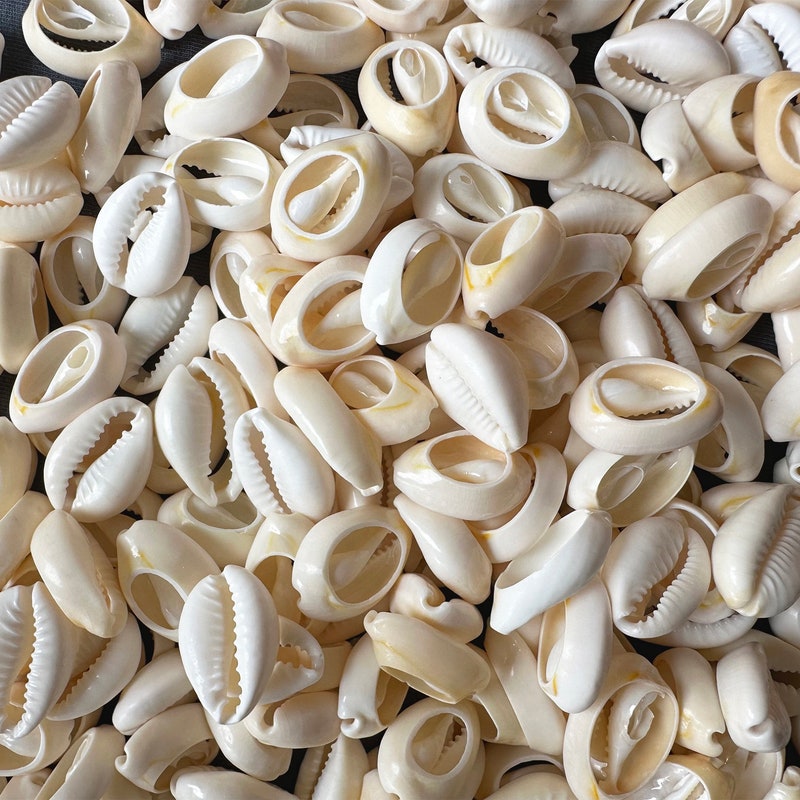 Natural Sea Shells - Etsy