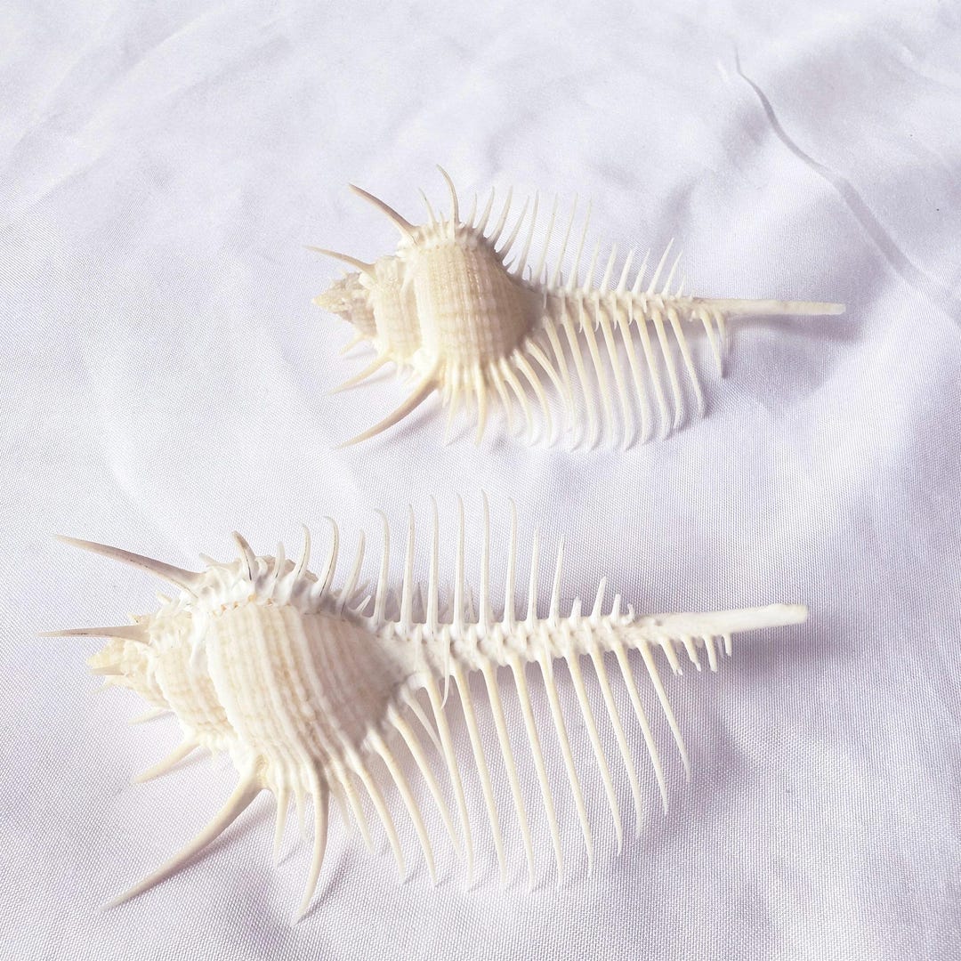 Big Size Murex Pecten Venus Comb Seashell.natural Shells,precious ...