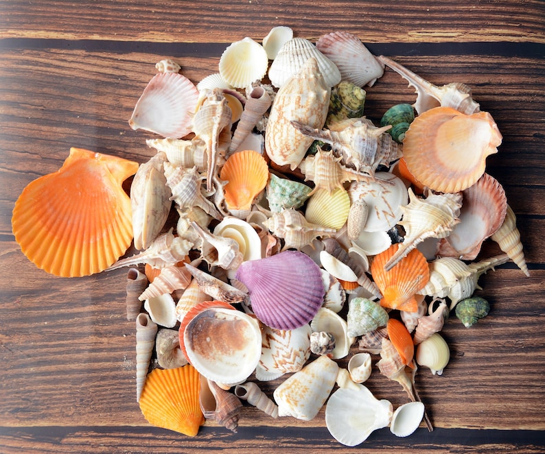 Medium Assorted Sea Shell Mix.1/2 Lb - Etsy