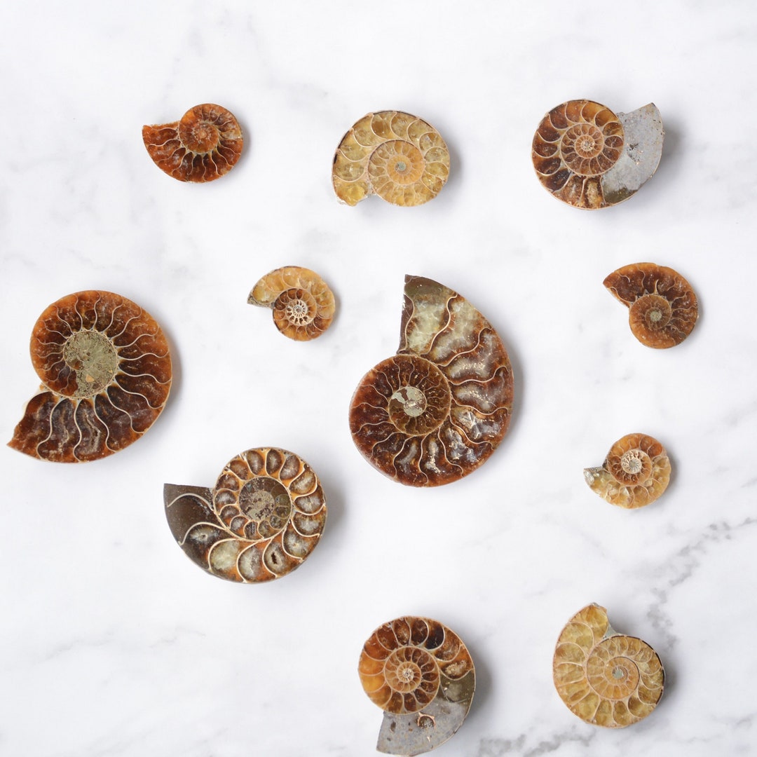 Real Ammonite Fossils, Gift From 100 Million Years Ago. Home Protection ...