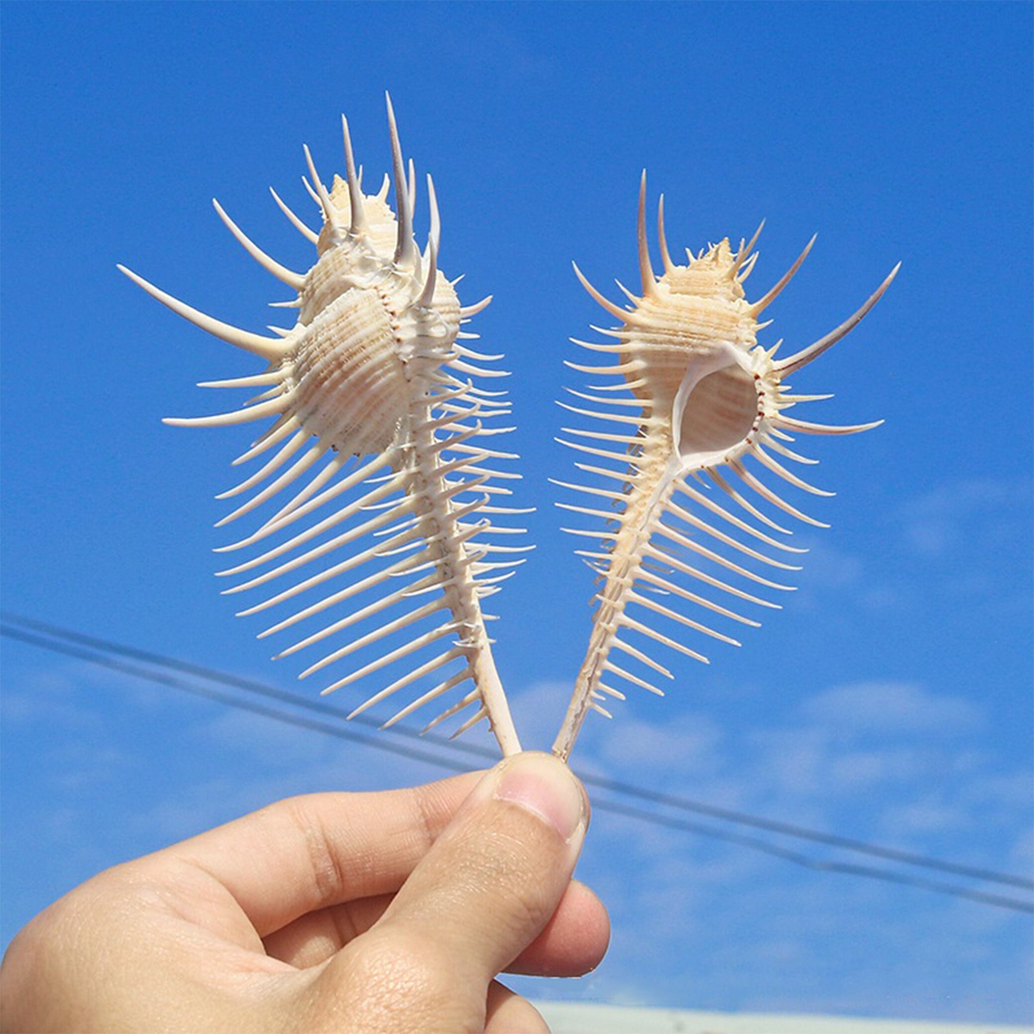 Big Size Murex Pecten Venus Comb Seashell.natural - Etsy