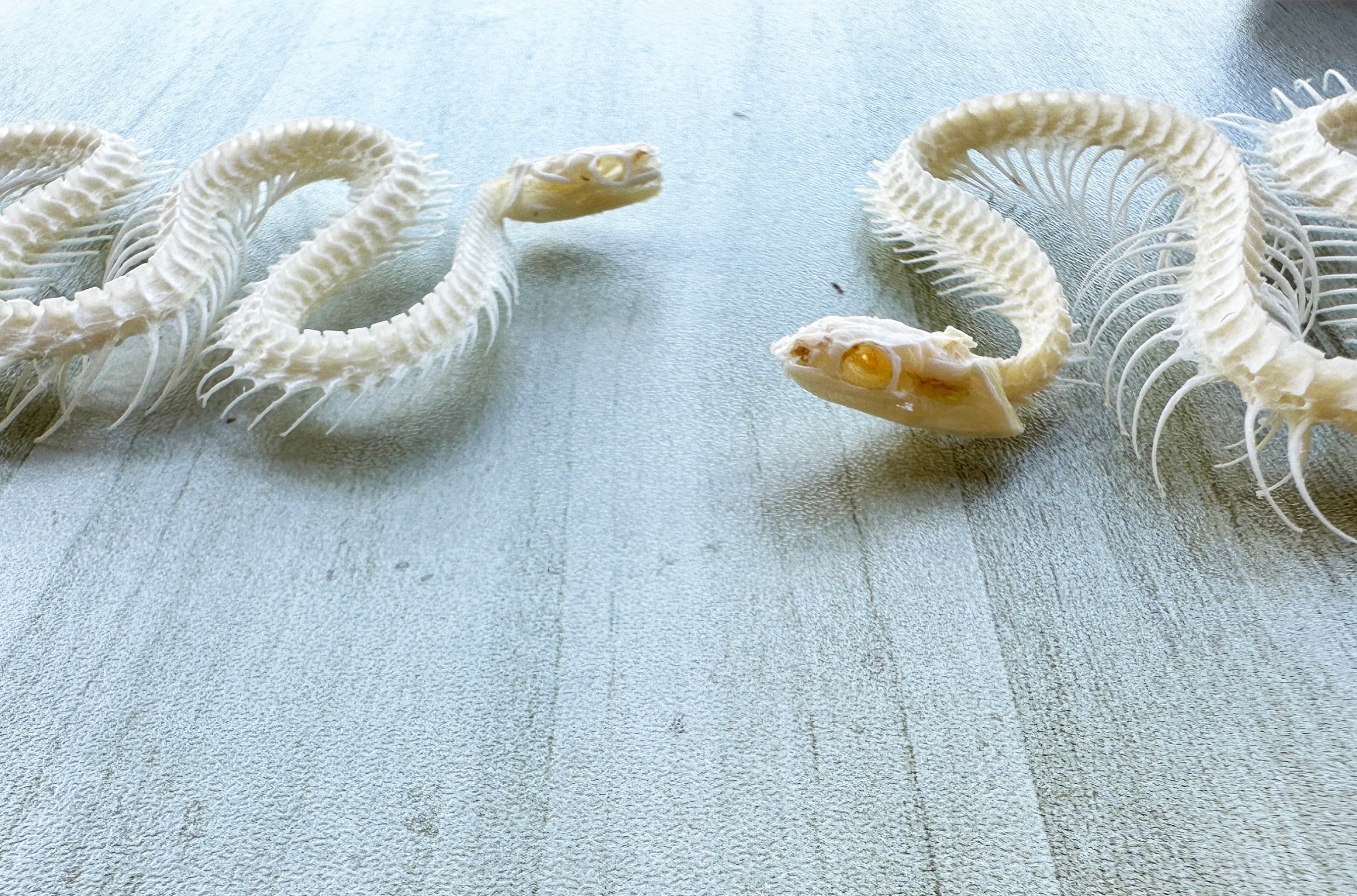 4 Size Real Whole Snake Bone.include Skull Spine Vertebrae - Etsy Canada