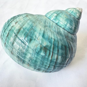 Big Size Hermit Crab Sea Shell, 1 7/8" - 2 1/4" Opening Hole.green ...