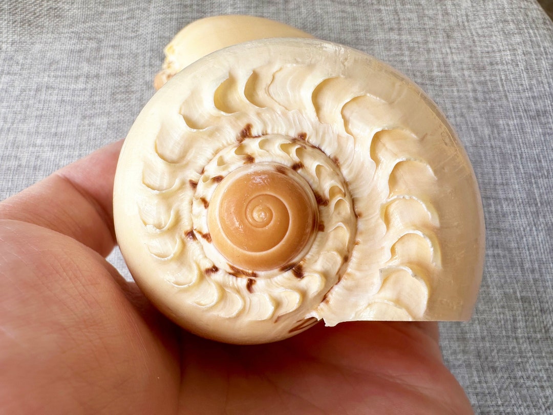 Unique Huge Melon Shell (5" - 8”) Beach House Decor, Unusual Shell ...