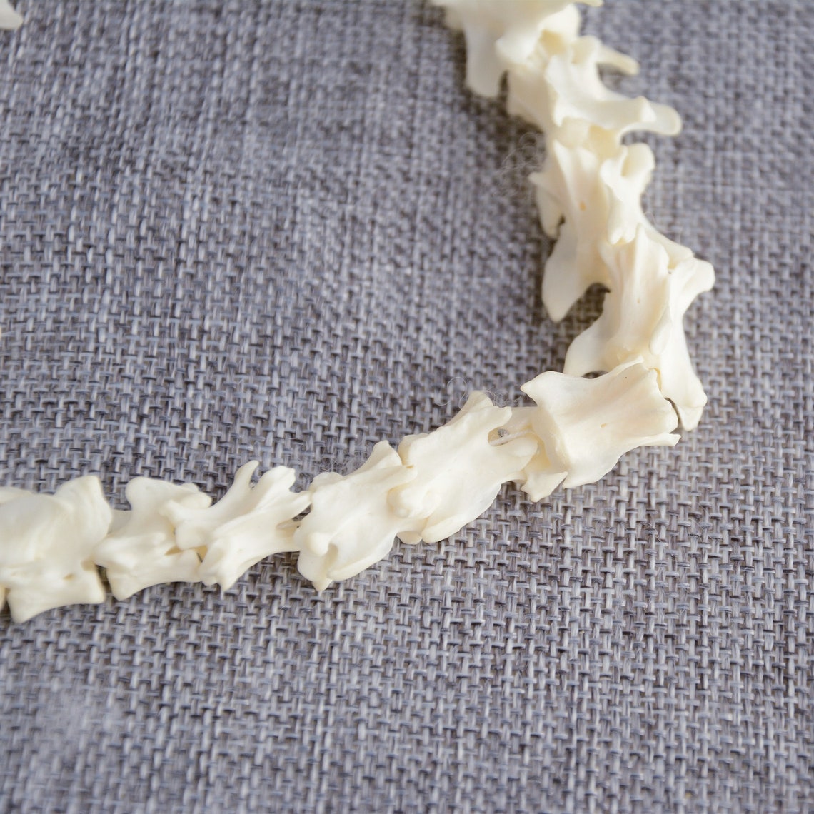 25 Pcs Fox Bone Vertebrae. A Complete String of Fox Spines. | Etsy