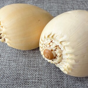 Unique Huge Melon Shell (5" - 8”) Beach House Decor, Unusual Shell ...