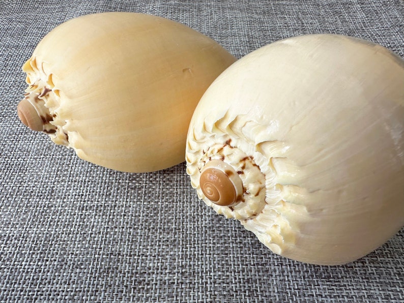 Large Melon Shell (5-8"): Coastal Beach House Decor - Etsy