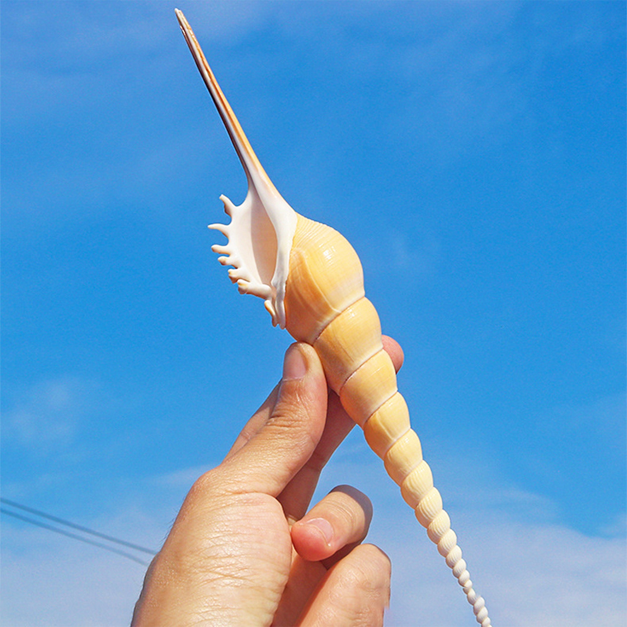 Big Size Long Nosed Shell.natural Shellsprecious - Etsy