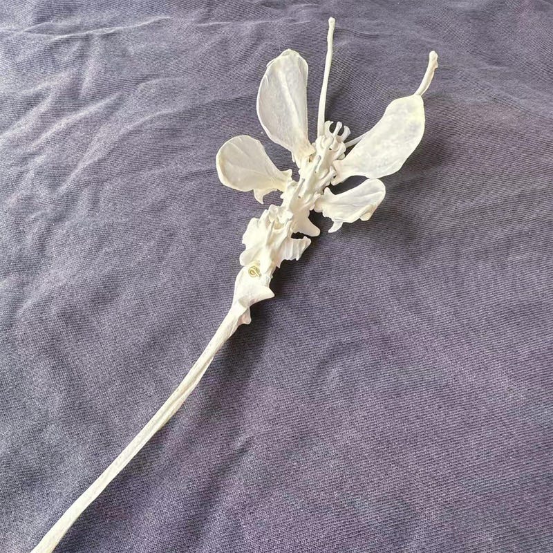 Bone Decoration Real - Etsy UK