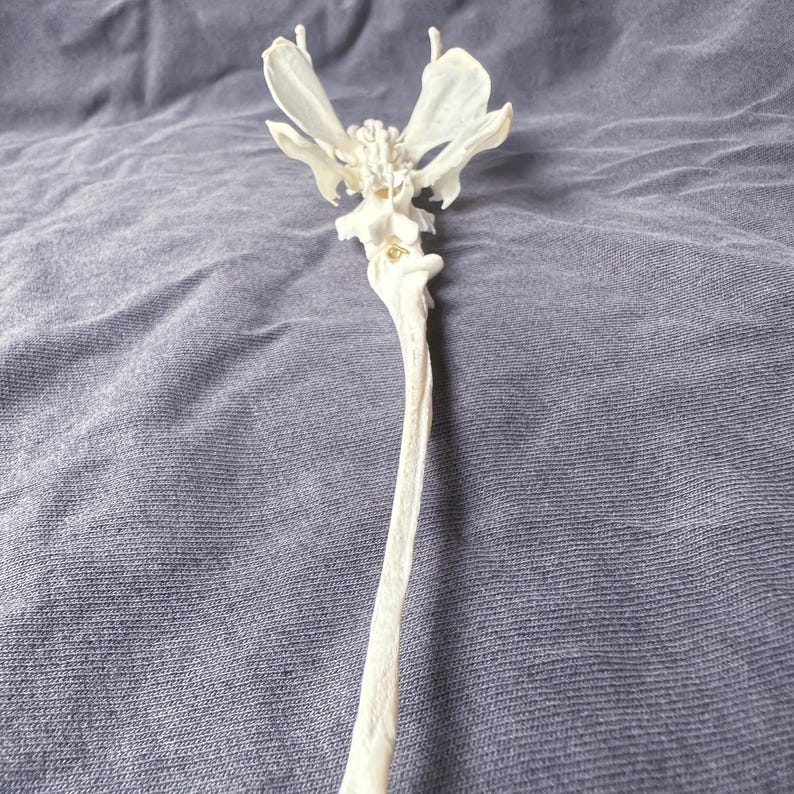 Real Bone Moth, Made From Real Animal Bones.cottagecore,vulture Culture ...