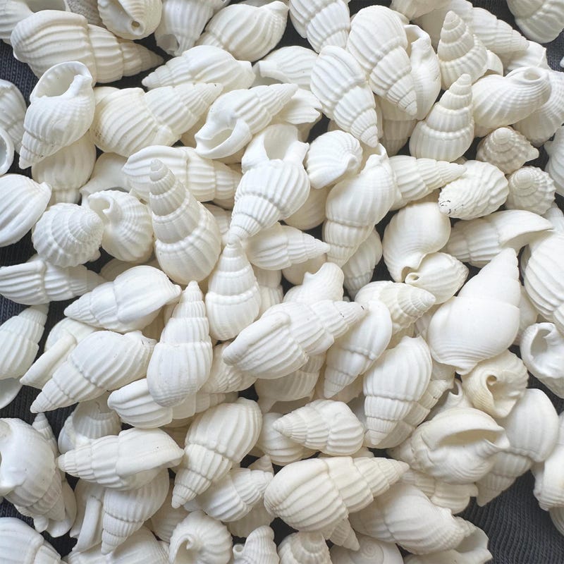 Bulk Seashells - Etsy