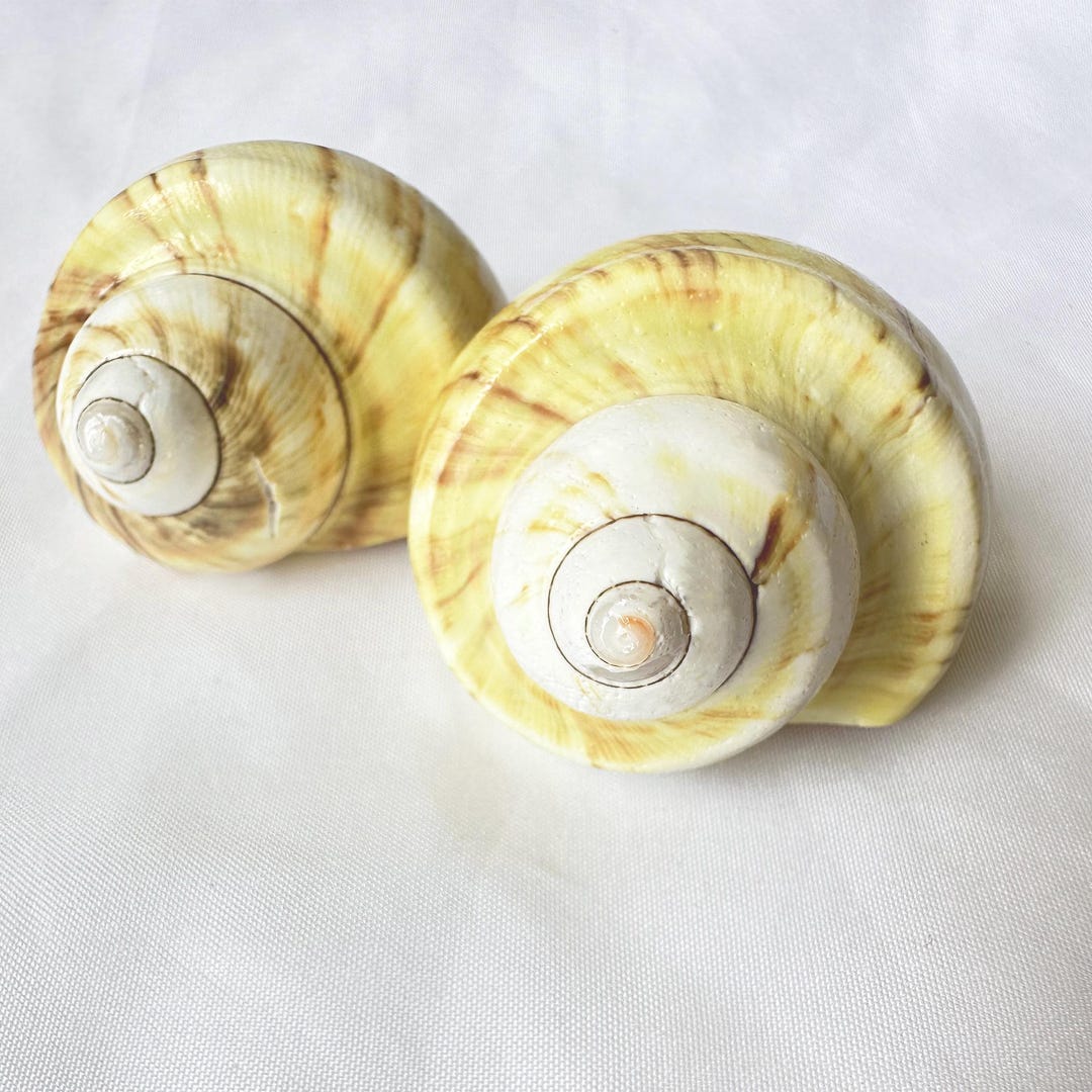 Avocado Conch Sea Shell: Hermit Crab Growth Shell (1 1/5"-1 2/5 ...