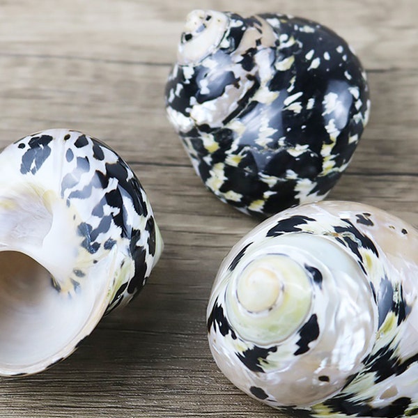 Hermit Crab Shell - Etsy