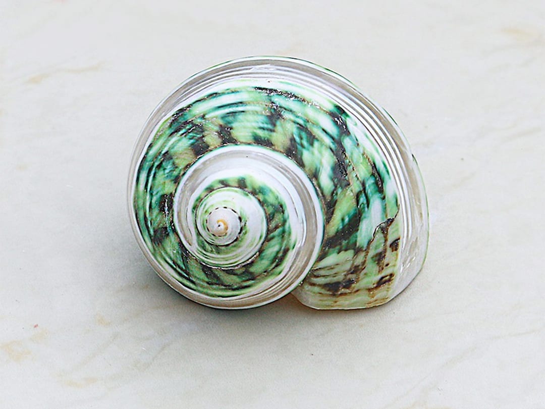 1 Pcs Green Stripe Polishing Hermit Crab Sea Shell,4/5 1 Opening Hole ...
