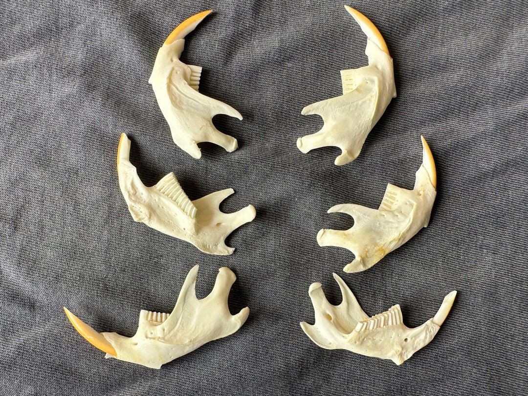 2-6 Pcs Mouse Jawbone Taxidermy Knife Handle. Small Animal Bones,knive ...