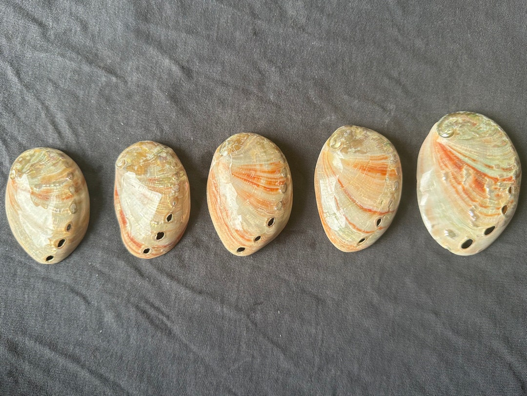 Wholesale(2-3") Red Abalone Shell.shell Crafts Coastal Beach Decor ...