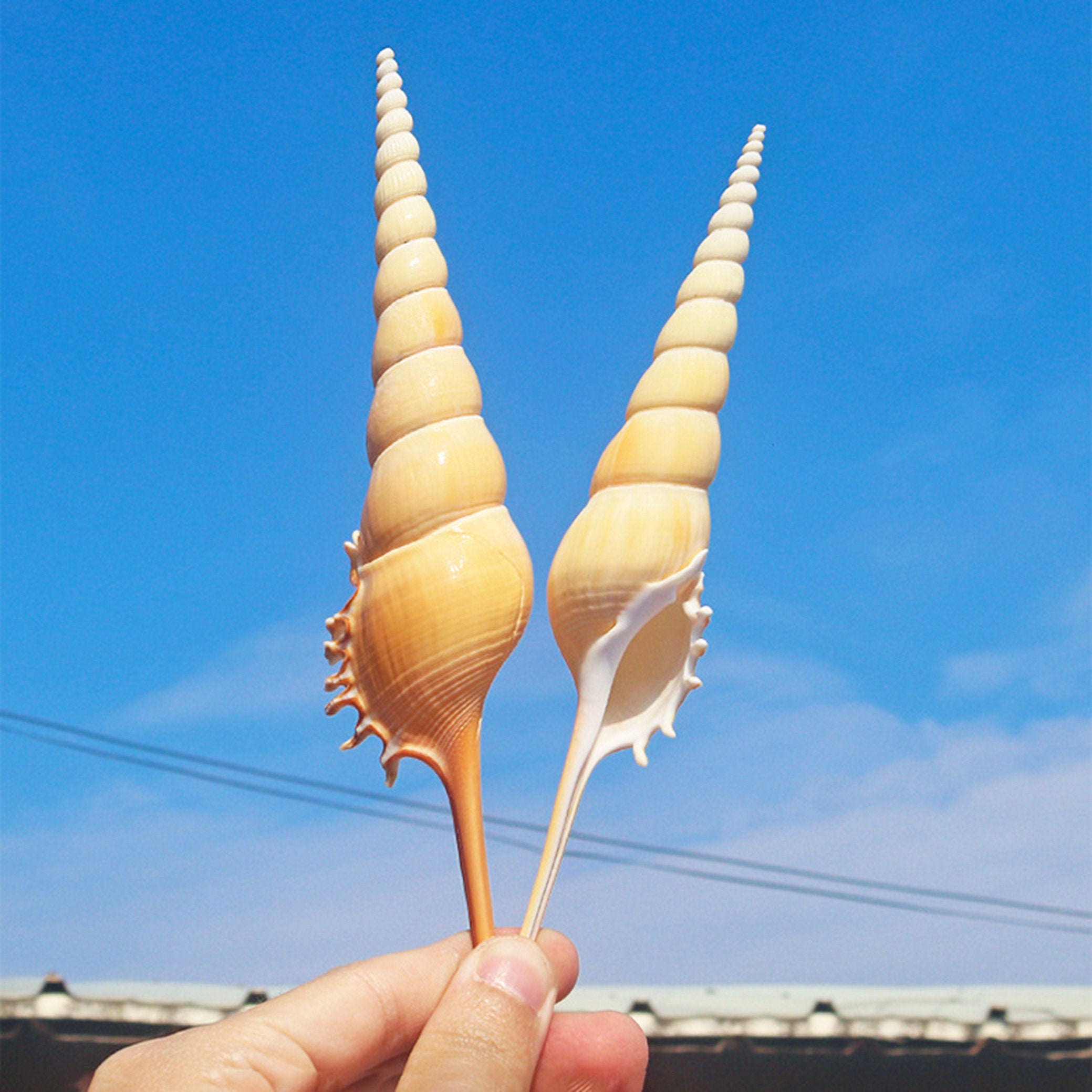 Big Size Long Nosed Shell.natural Shellsprecious - Etsy