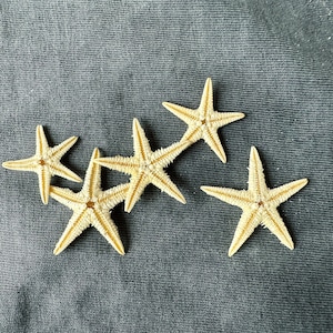 Bluk Wholesale Tiny Starfish 2/5"-1". Star Fish,craft Supply,beach ...