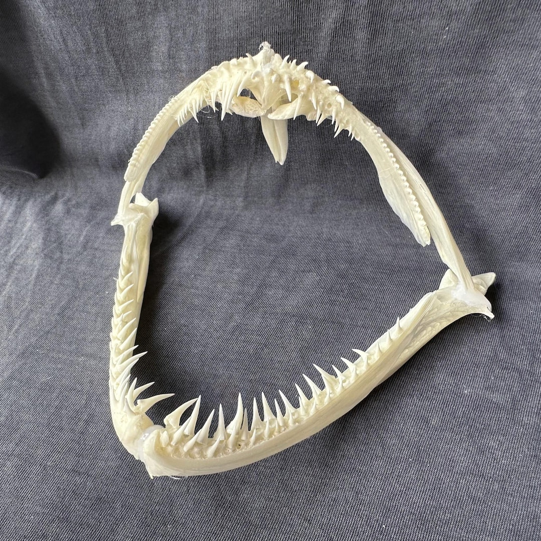 Deep Sea Fish Jaw Skeleton With Teeth, Creepy Bones, Specimen, Real ...