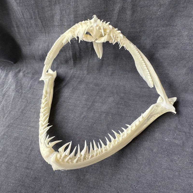 Shark Skull Real - Etsy