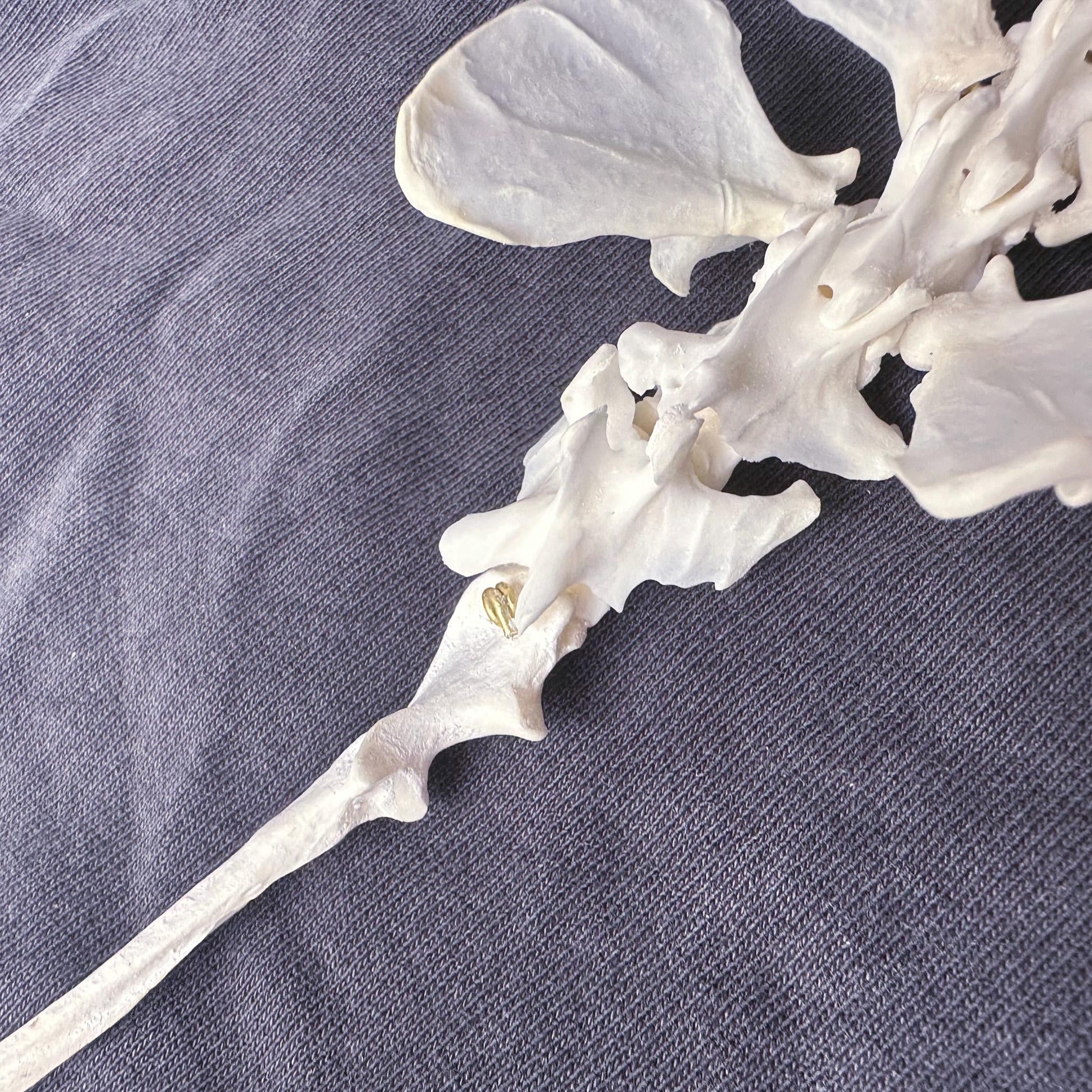 Real Bone Moth, Made From Real Animal Bones.cottagecore,vulture Culture ...
