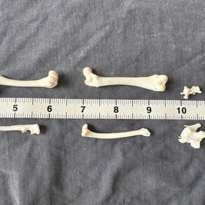 Real Animal Bones: Fox & Mink - Craft Supply (50+ Pieces) - Etsy
