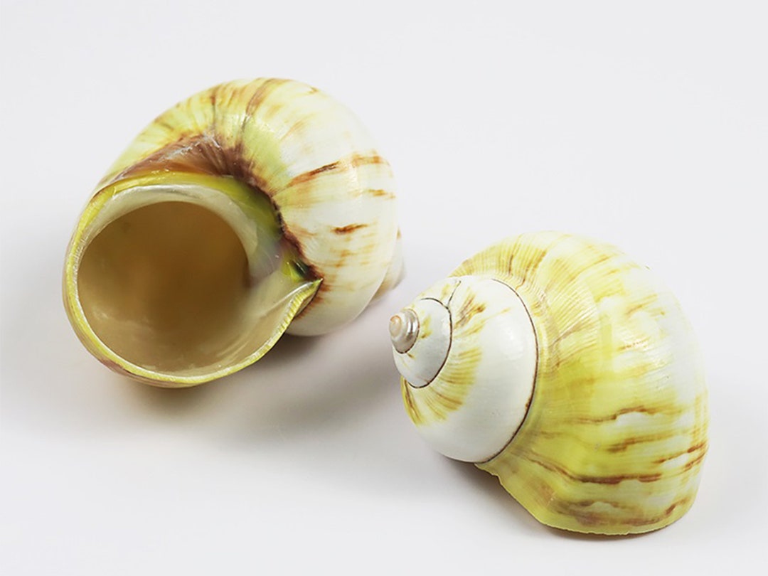 1 Pcs Avocado Conch Hermit Crab Sea Shell,1 1/5 1 2/5 Opening Hole ...