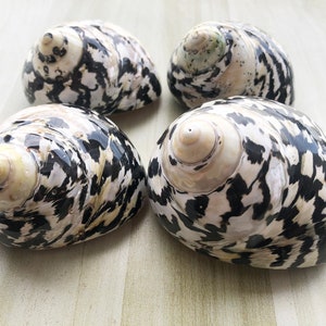 Polished Turbo Shell for Hermit Crabs: Large Meg Pie Shell (1-2 Inch ...