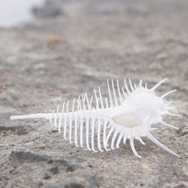 Big Size Murex Pecten Venus Comb Seashell.natural - Etsy