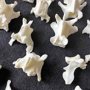 25 Real Mink Vertebrae Bones: Gothic Craft Supplies, Jewelry Beads - Etsy