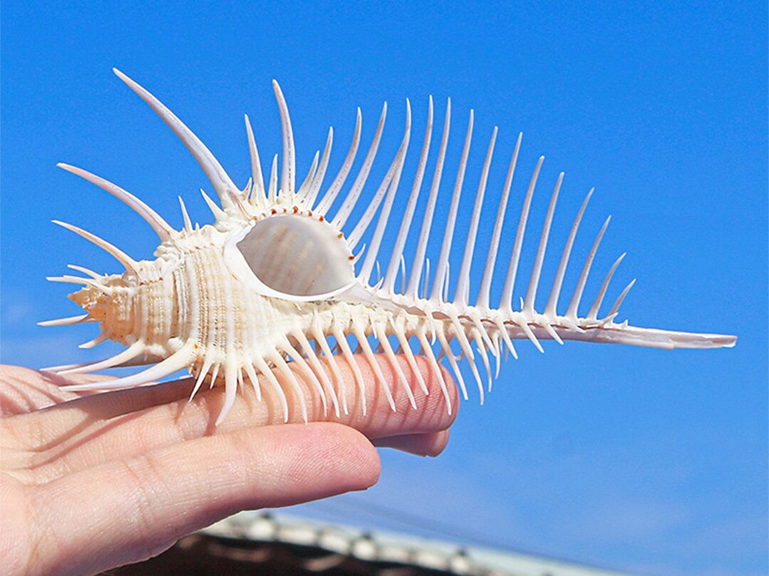 Big Size Murex Pecten Venus Comb Seashell.natural Shells,precious ...