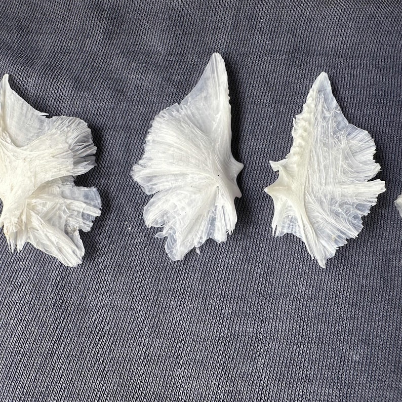 2 to 8 Deep Sea Fish Bones of Specific Shapes, Bone Handicrafts, Bone ...